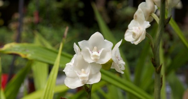 Amazing Facts About The Flower Of The Holy Spirit | Christian.net